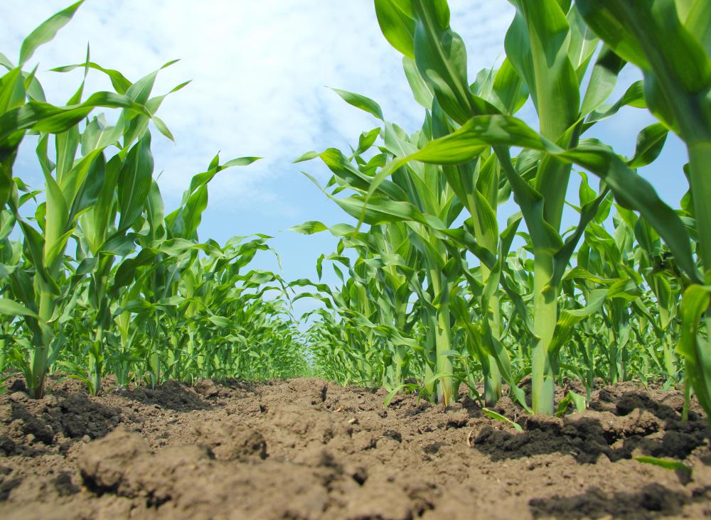 Who are the Bantu People? (with pictures)